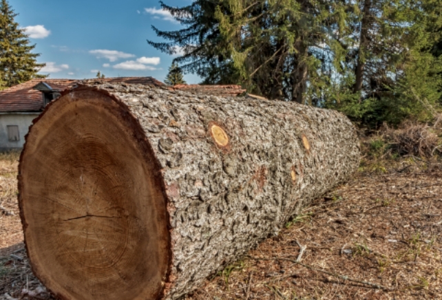 Timber Trespass - Law Office of Douglas E Wilson